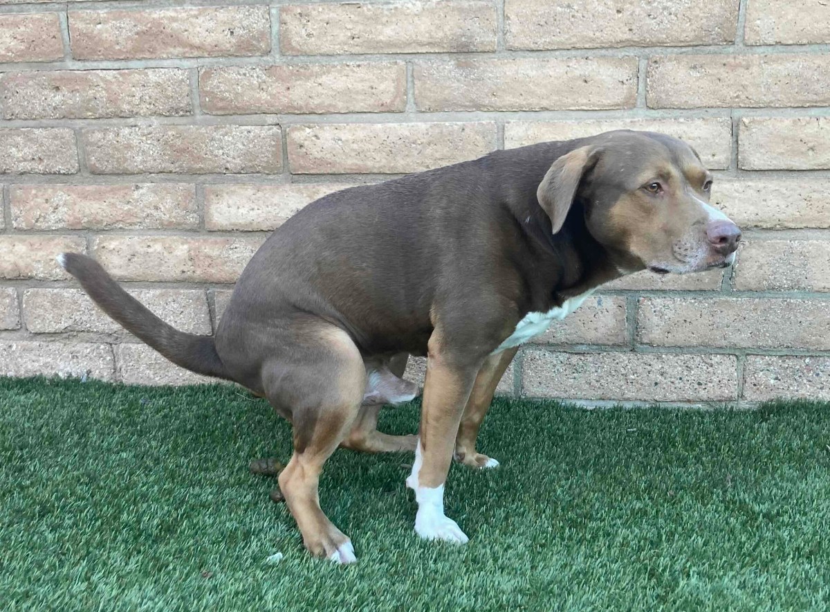 The Science Behind Poop: Energy Loss in Digestion | Exchanges